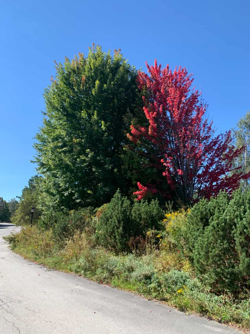 2021 Fall Foliage: Colors Continue to Grow | Vermont.com