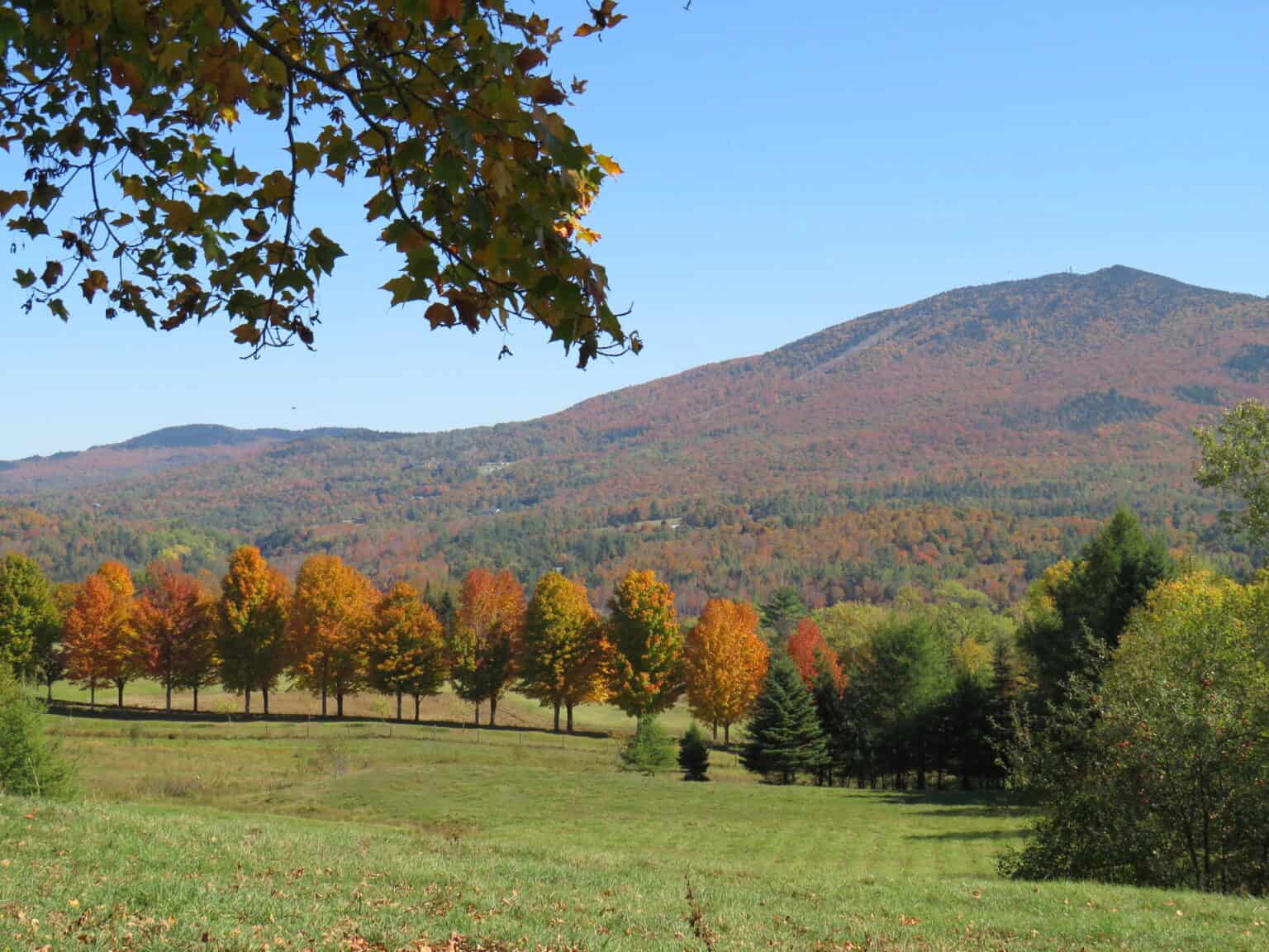 Foliage Report